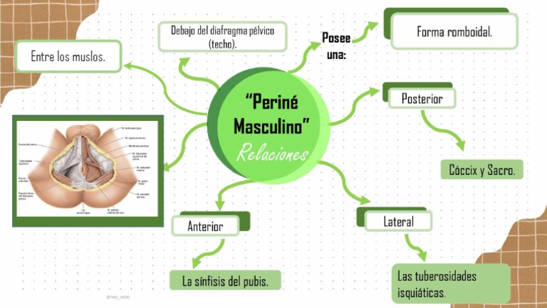 Anatomia Perine Masculino | PDF