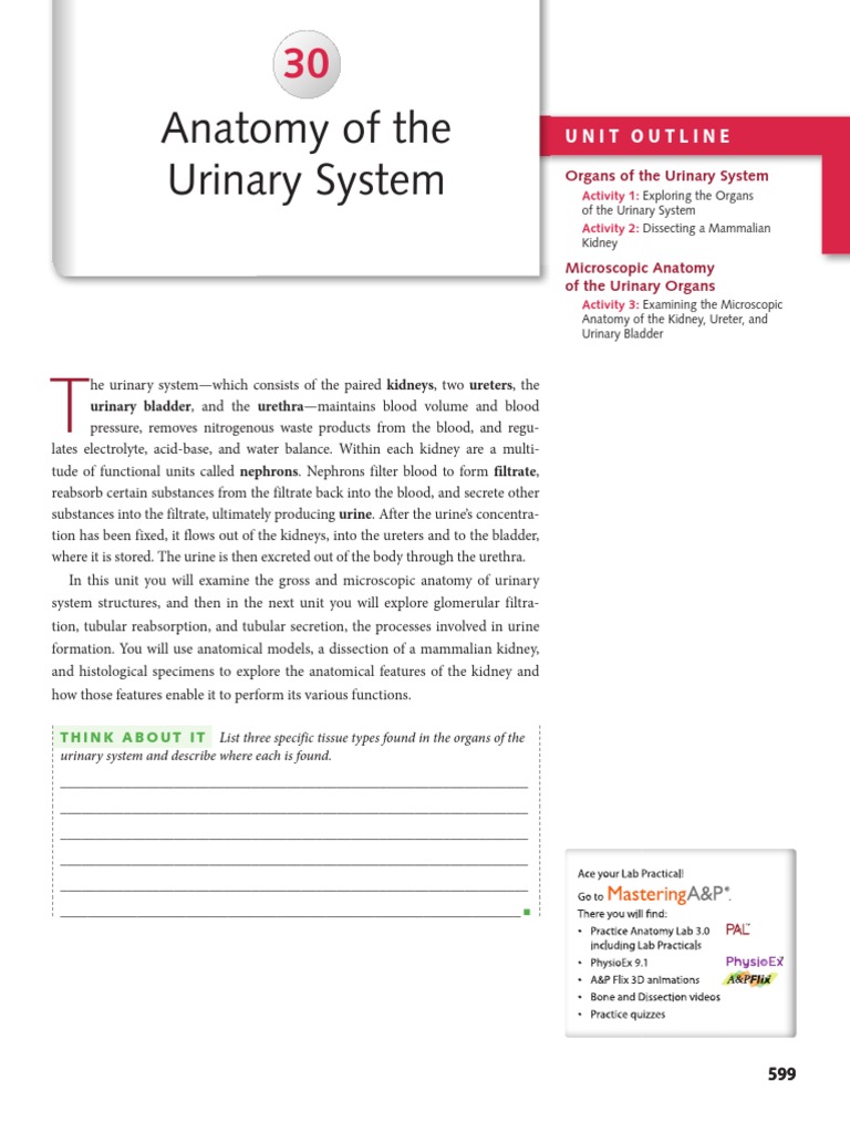 Lab Worksheet No. 14 Urinary System | PDF | Kidney | Urinary System
