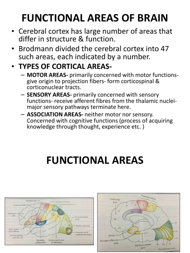 CEREBRUM Functional Areas 2022 | PDF | Frontal Lobe | Cerebral Cortex