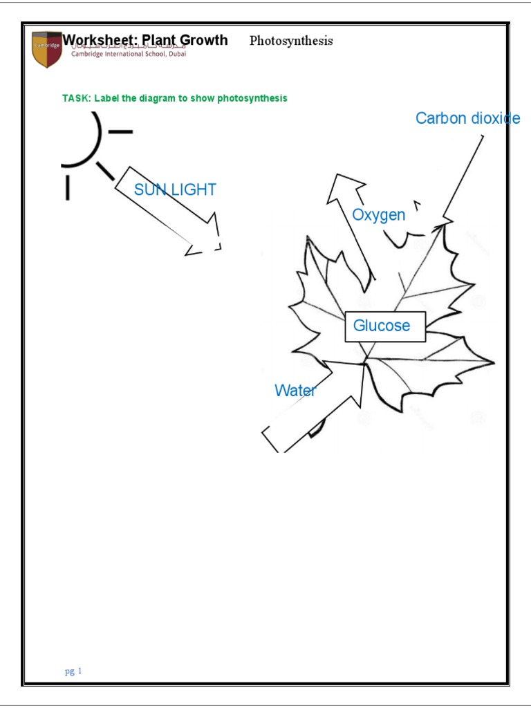 Worksheet Plant Growth 1 - ANSWERS | PDF | Photosynthesis | Plants
