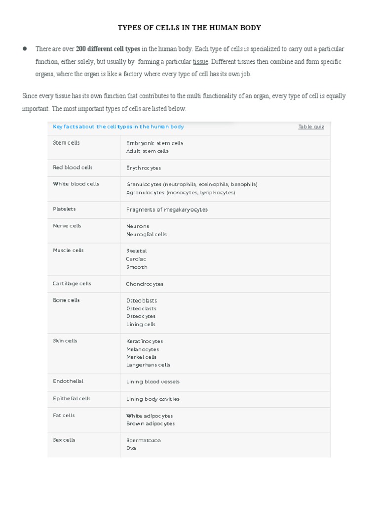 Types of Cells in The Human Body | PDF | Granulocyte | Neuron