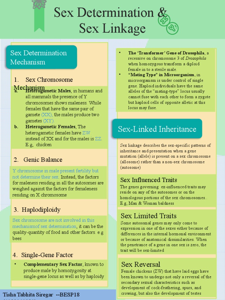 Sex Determination & Linkage Mechanisms | PDF | Sex | Male