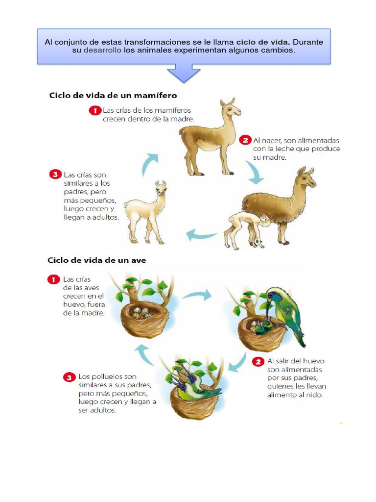 Ciclo de Vida de los Animales | PDF