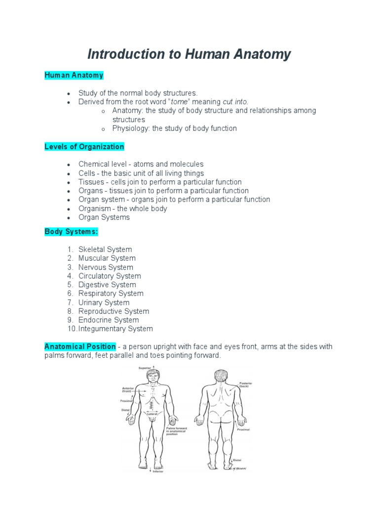 WEEK 2 Introduction To Human Anatomy | PDF | Anatomical Terms Of ...