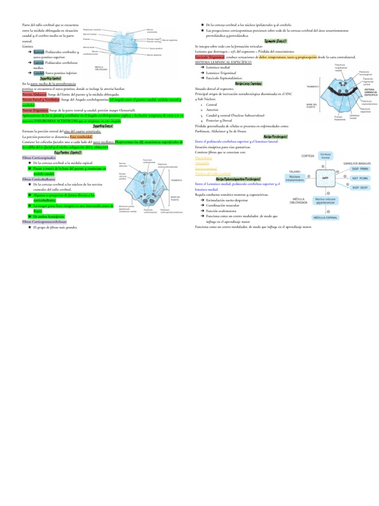 Neuroanatomía 2 Pdf