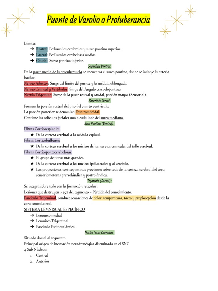 Estructura y Función del Puente de Varolio | PDF | Neurociencia ...