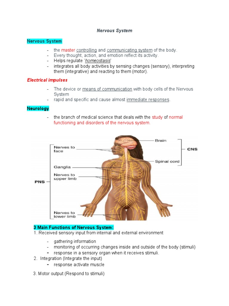WEEK 7 Nervous System | PDF