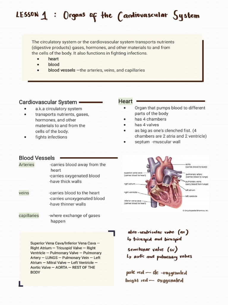 Grade 8 Science The Organs of The Cardiovascular System | PDF