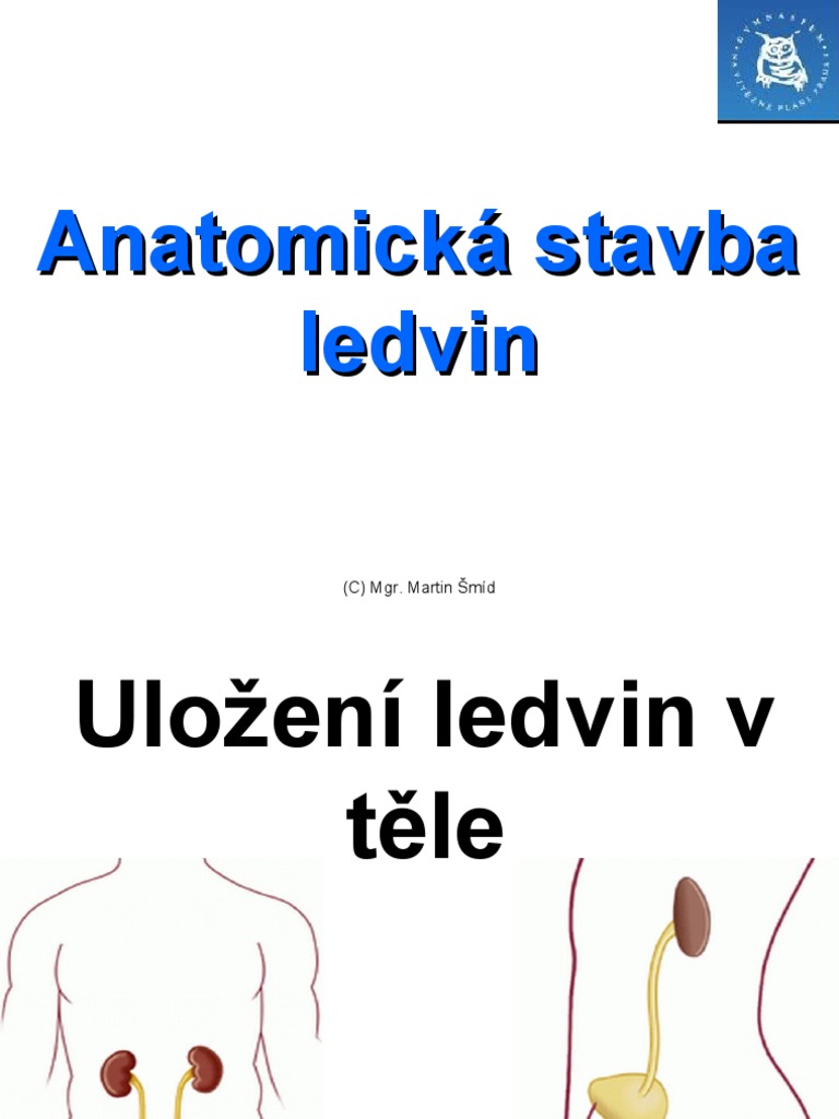 Anatomická Stavba Ledvin | PDF