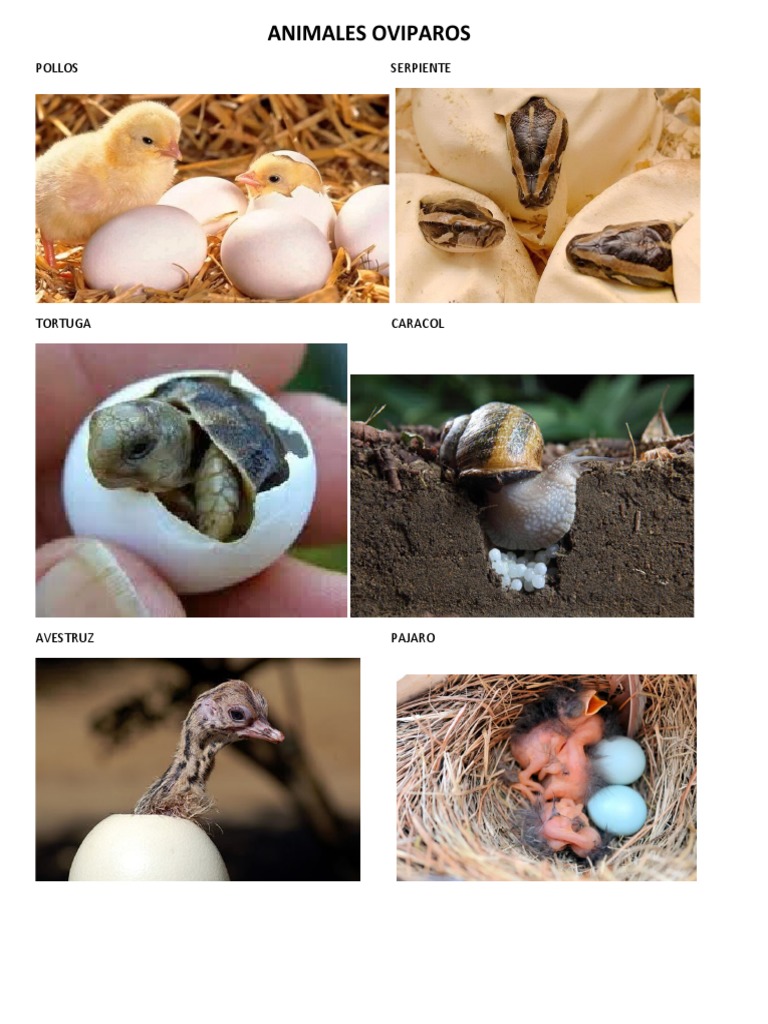 Animales Oviparos | PDF