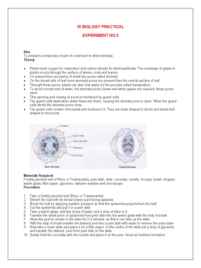 10biology Practical - Stomata | PDF | Stoma | Leaf