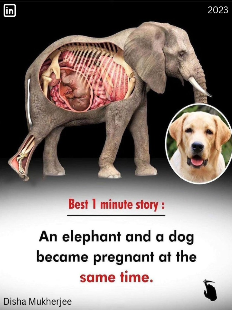 1 Minute Story Elephant and Dog | PDF