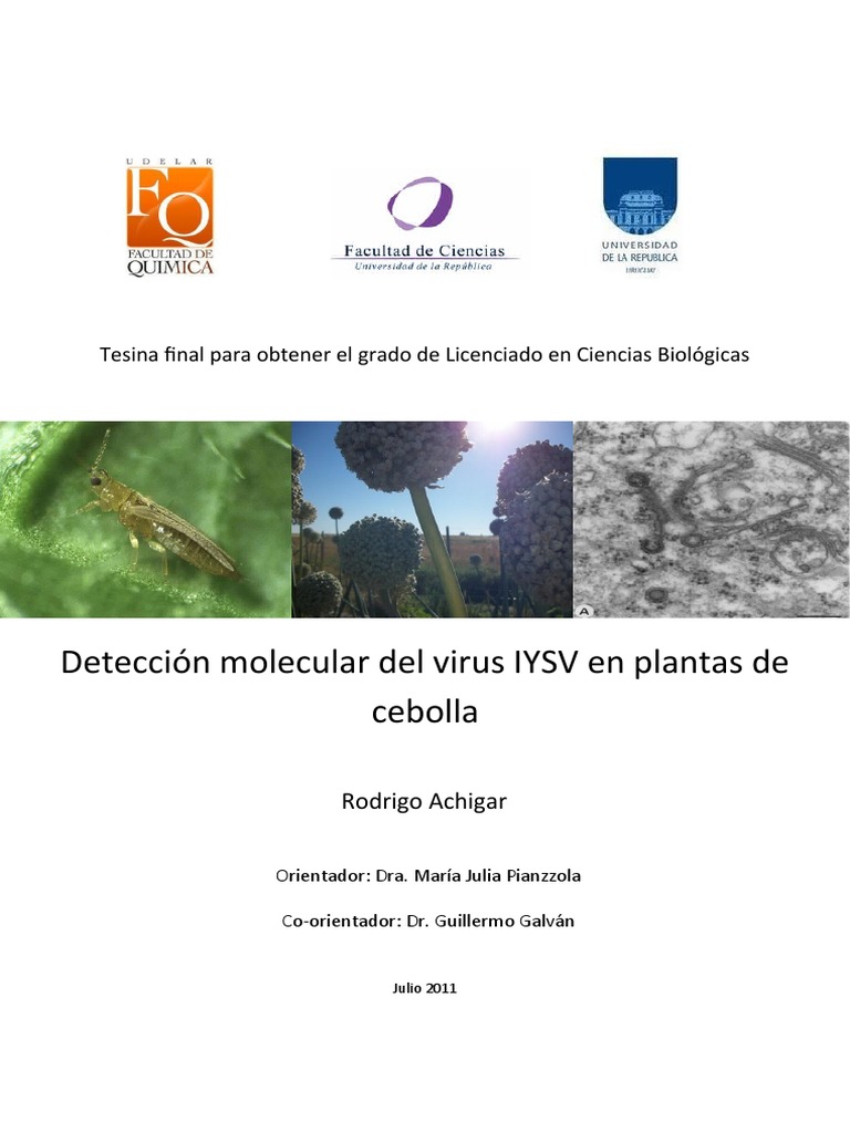 Iris Yellow Spot Virus | PDF