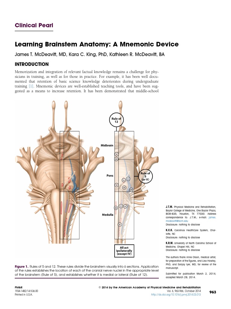 Learning Brainstem Anatomy A Mnemonic Device | PDF