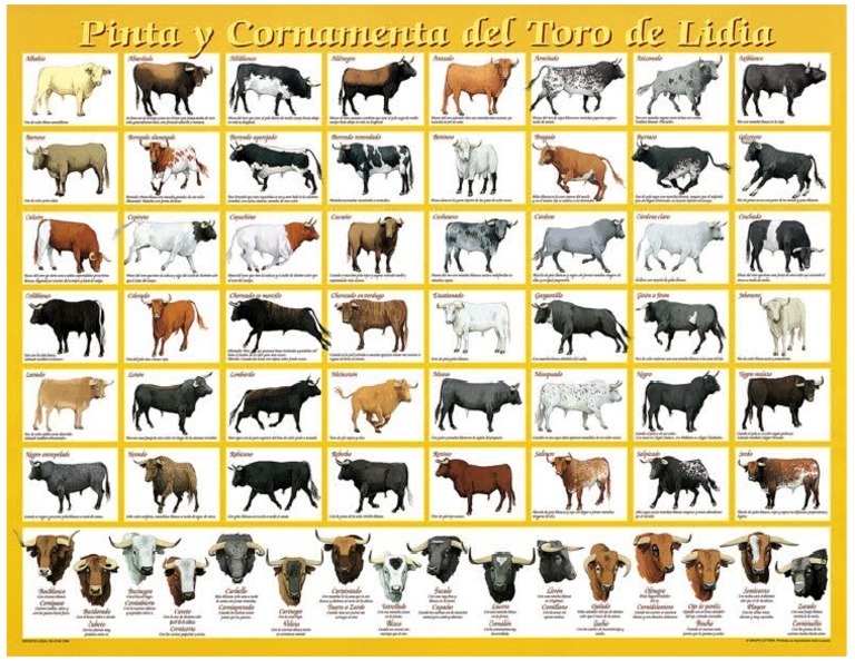 Toros Imprimir | PDF