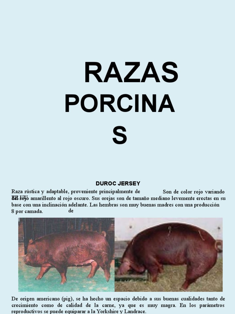 Razas Porcinas | PDF | Carne