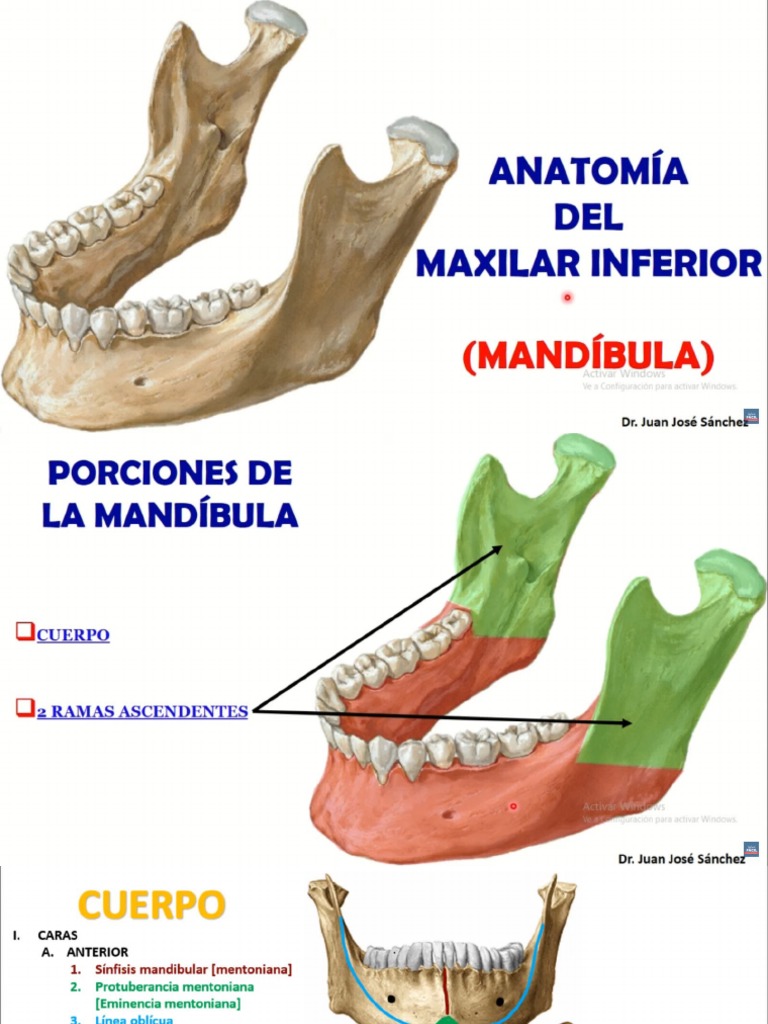 Mandibula | PDF