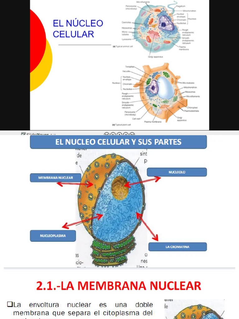Núcleo | PDF