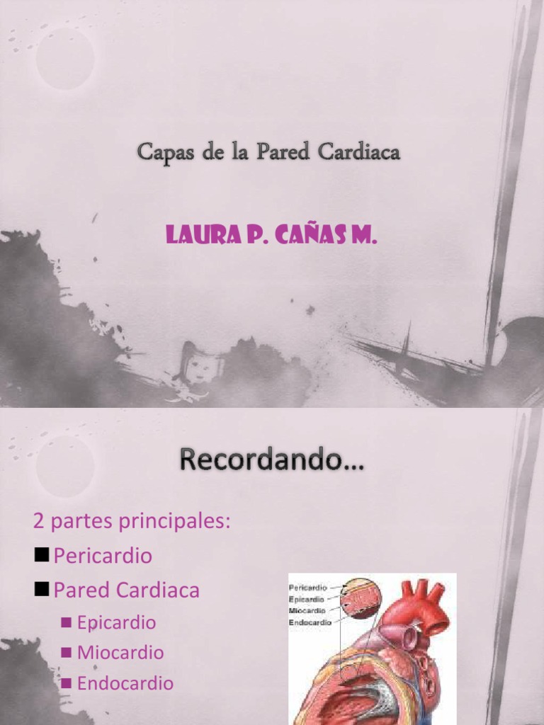 Capas de La Pared Cardiaca