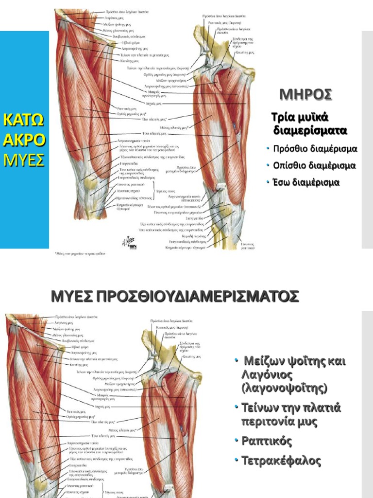 ΚΑΤΩ ΑΚΡΟ ΜΥΕΣ ΣΚΑΡΠΑΣ | PDF