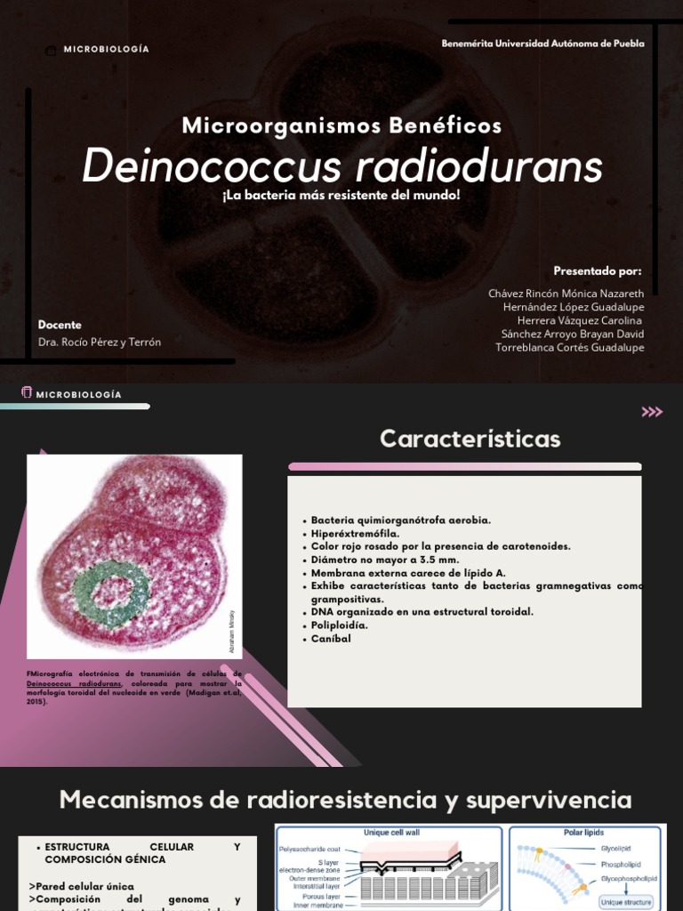 Deinococcus Radiodurans | PDF