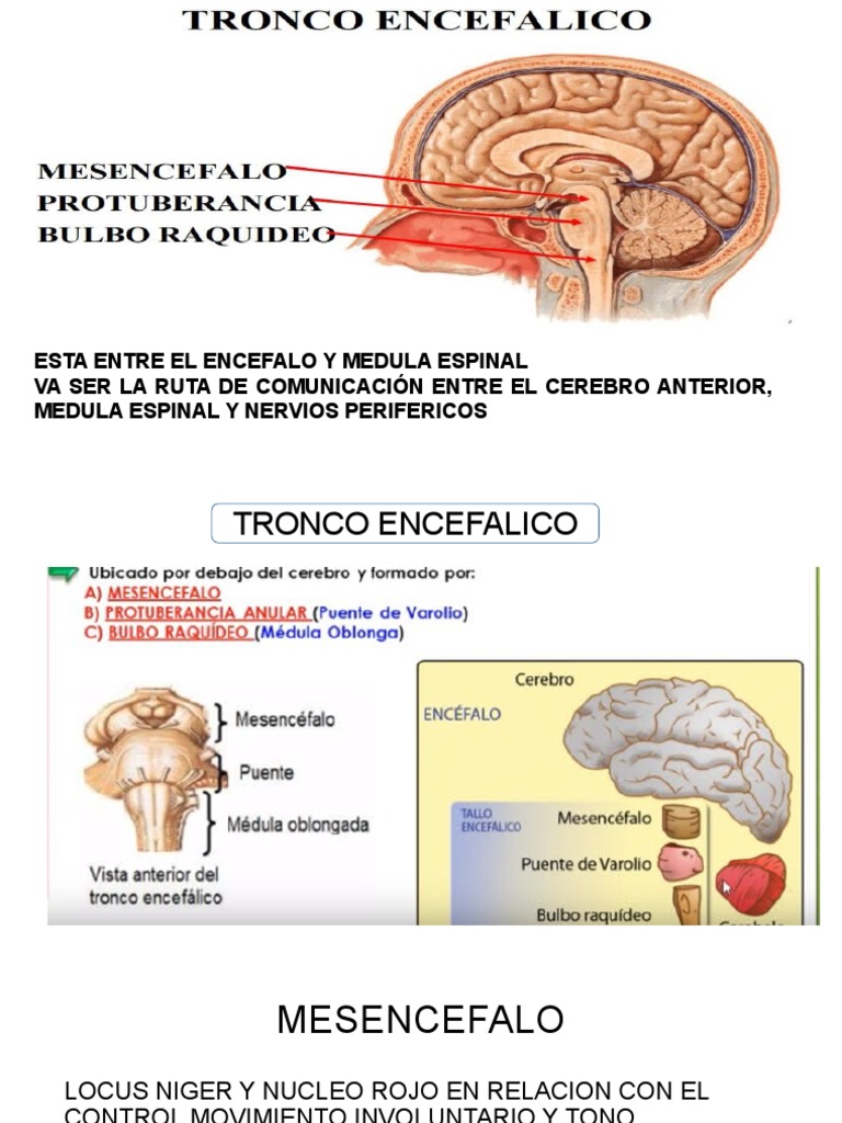 Tronco Encefalico | PDF | Cerebelo | Sistema nervioso