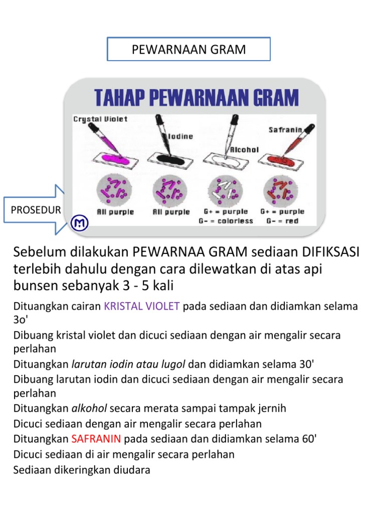 Pewarnaan Gram | PDF