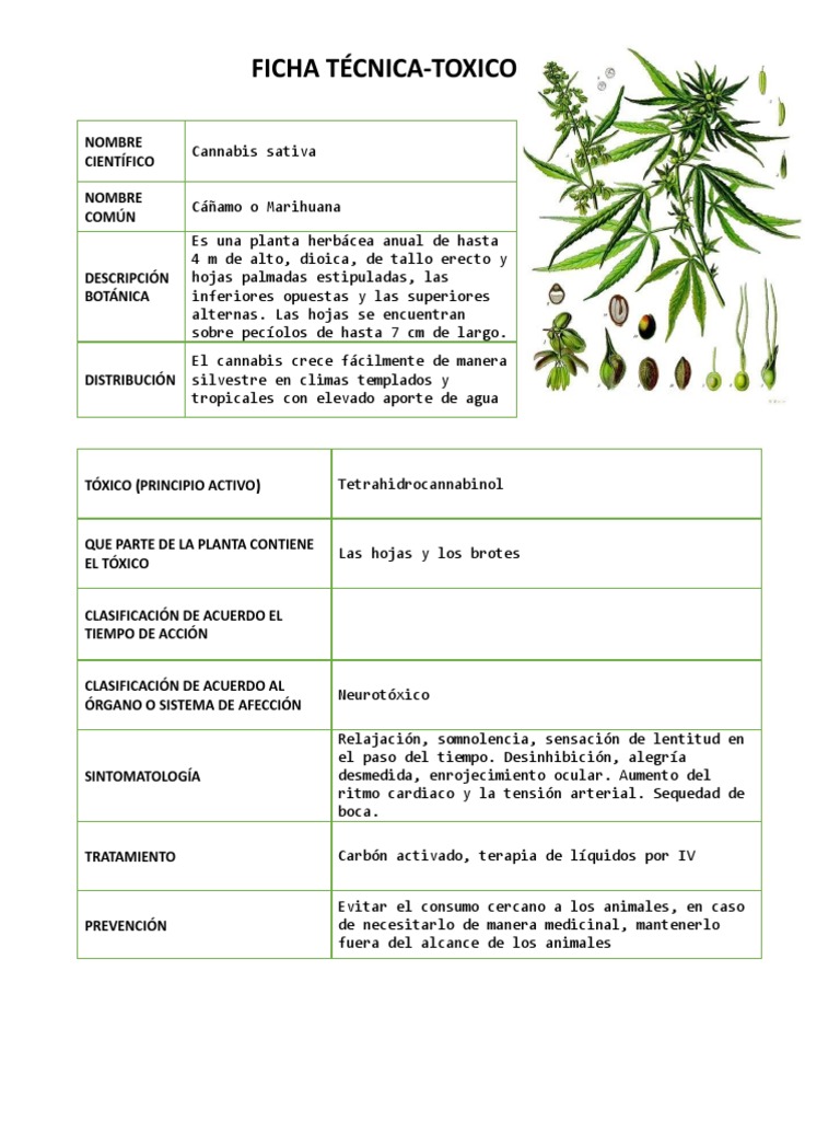 Cannabis Pdf