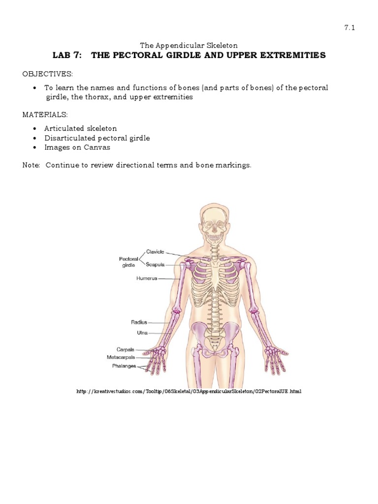 Lab 7 Pectoral Girdle 2 | PDF | Joints | Human Anatomy