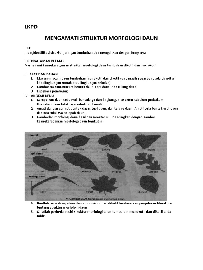 lks struktur morfologi daun | PDF