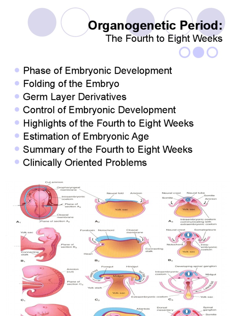 Embryologis 2 Ehh | PDF