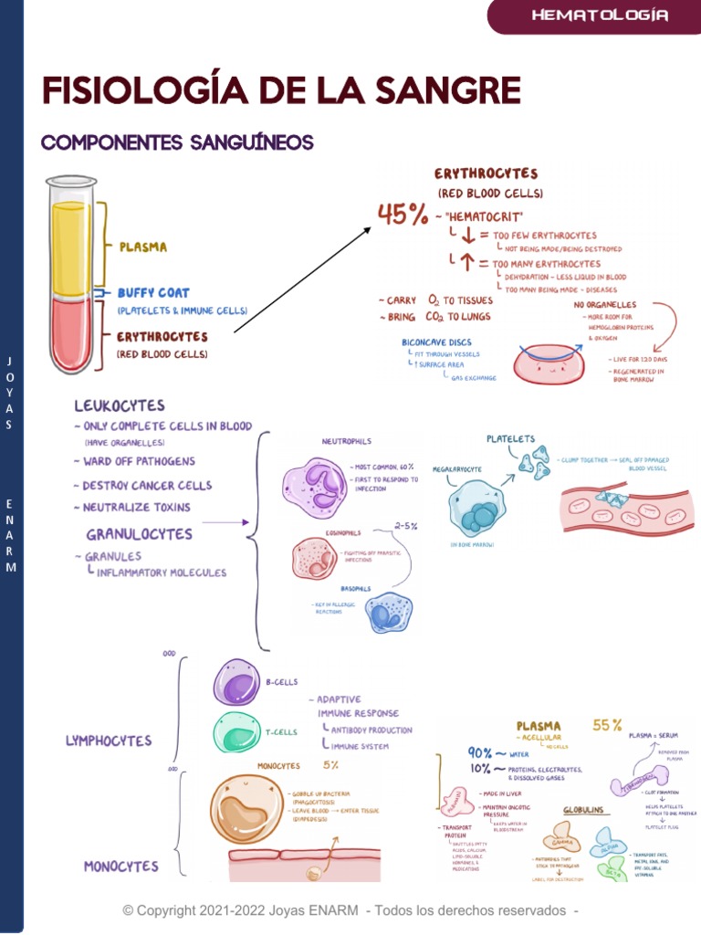 Fisiología de La Sangre | PDF