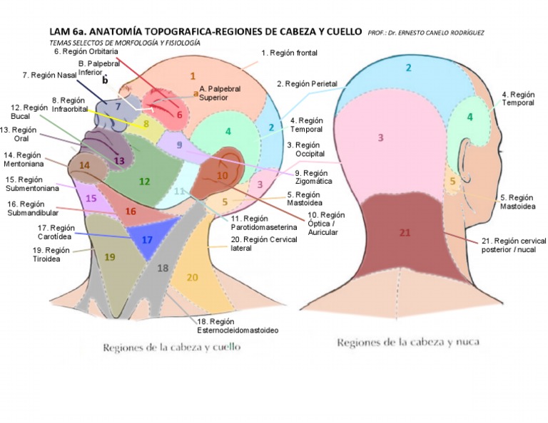 LAM 6a ANATOMÍA TOPOGRÁFICA - CABEZA Y CUELLO | PDF