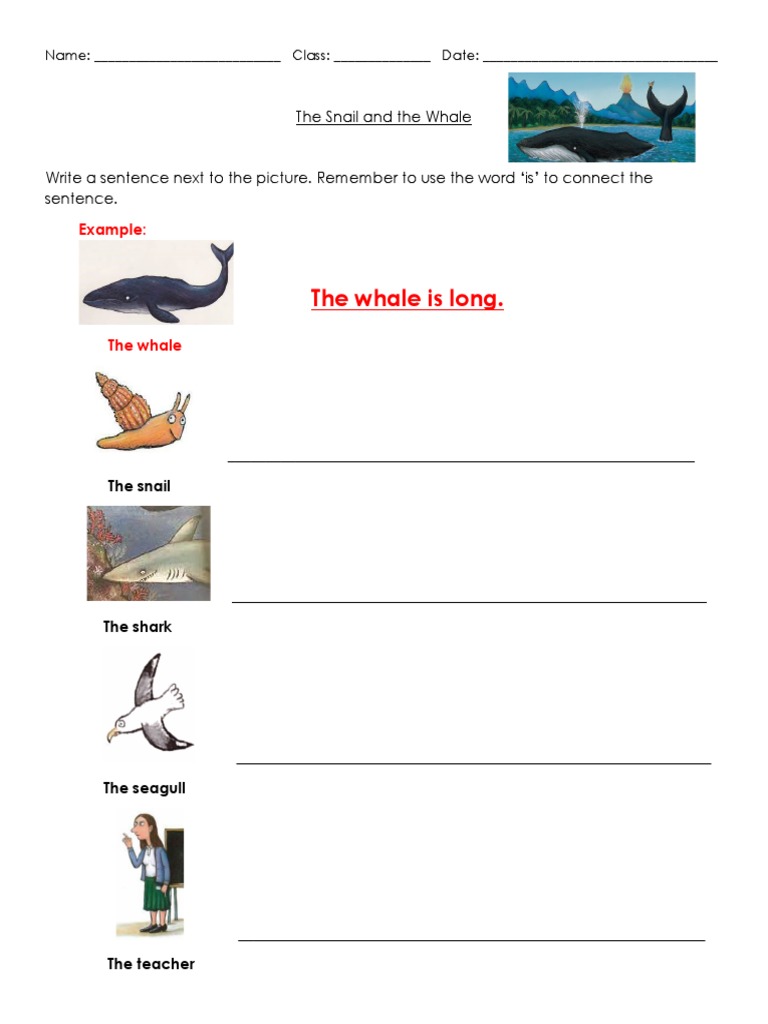 Snail and Whale Sentence Activity | PDF | Home & Garden