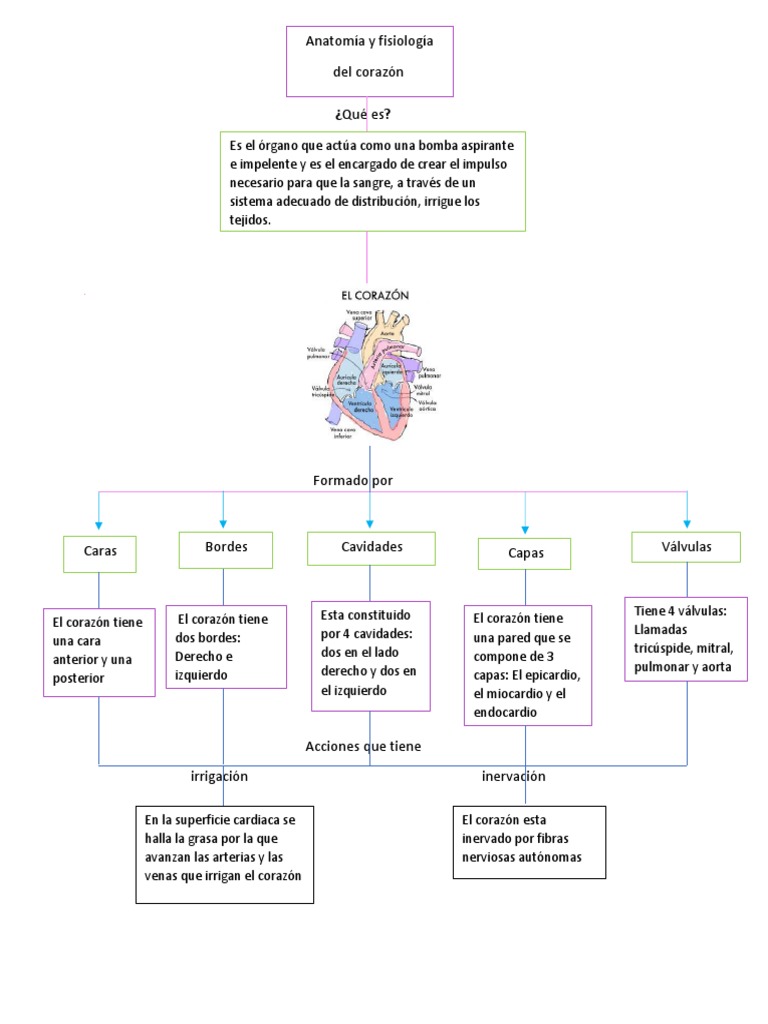 Anatomia y Fisiologia Del Corazon | PDF