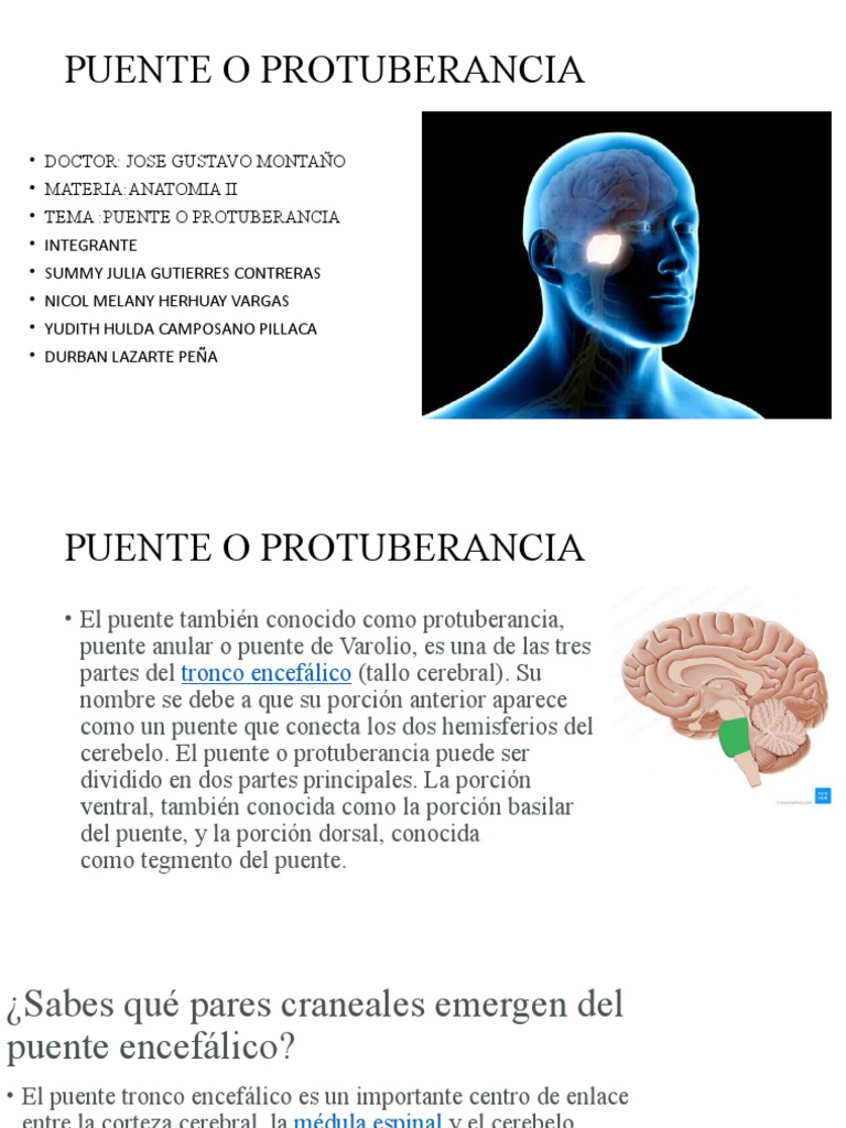 Puente o Protuberancia | PDF | Neurociencia | Anatomía humana