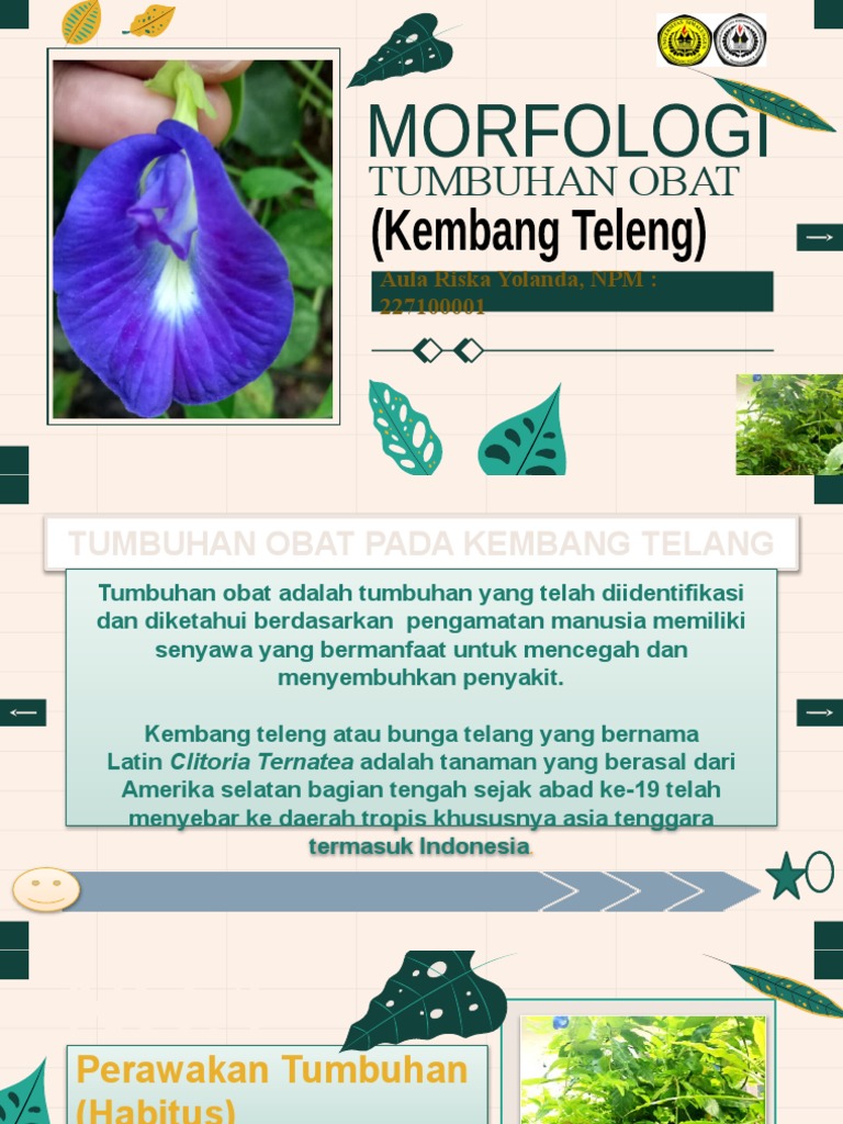 Manfaat dan Morfologi Bunga Telang | PDF | Kesehatan Holistik | Sains & Matematika