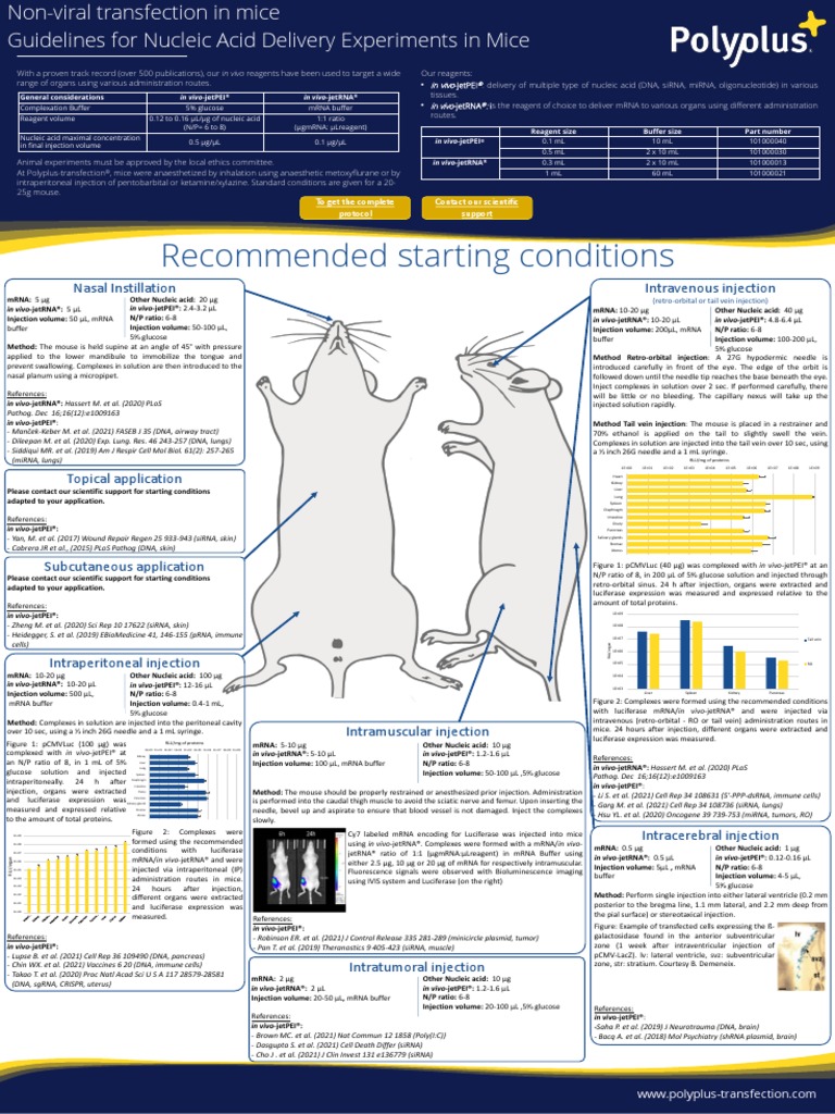 Polyplus Poster in Vivo Delivery in Mice | PDF | Injection (Medicine) | Transfection