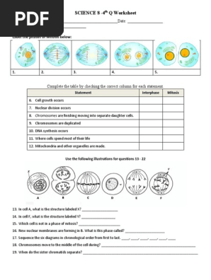 Cell Cycle Worksheet Pdf