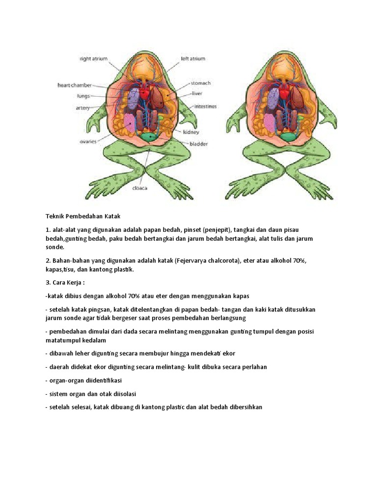 Teknik Pembedahan Katak | PDF