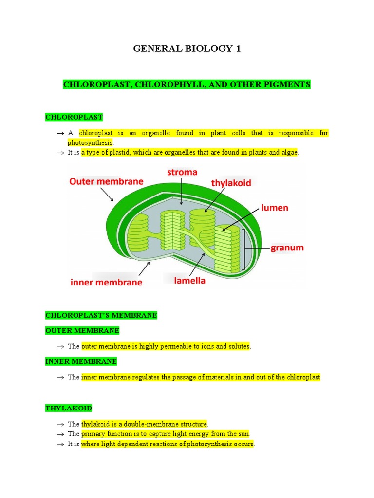 General Biology 1 (Chloroplast, Chlorophyll and Pigment) | PDF ...