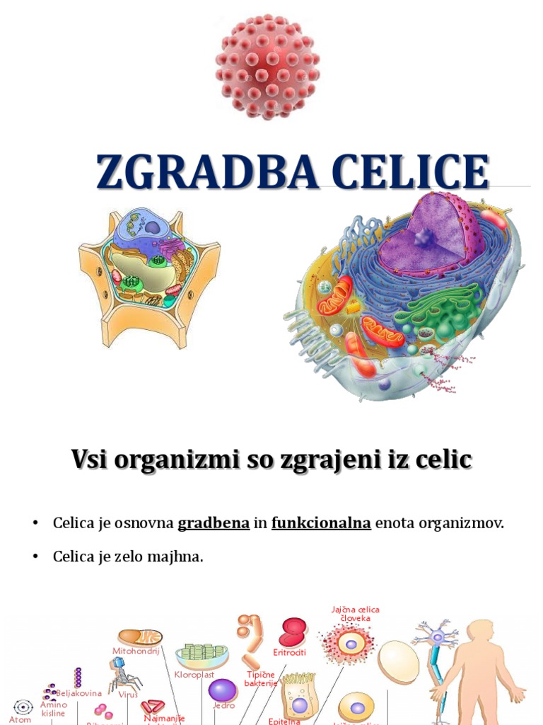 6 Zgradba Celice | PDF