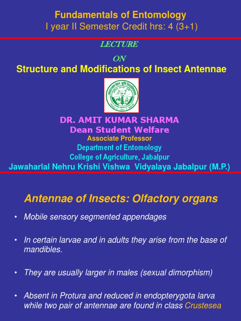 Insect Antennae: Structure & Types | PDF | Arthropods | Insects And Humans