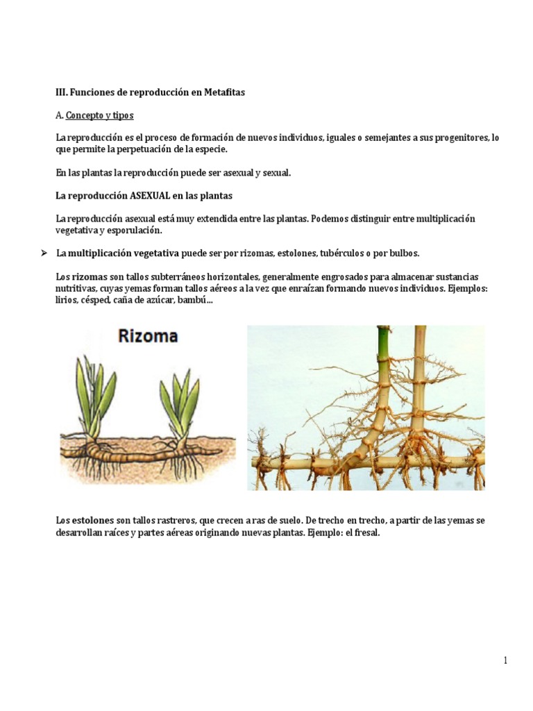 Funciones Reproducción en Metafitas Bio - Carmen Osuna | PDF | Flores ...