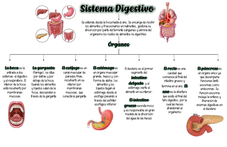 Mapa Conceptual Sistema Digestivo | Descargar gratis PDF | Sistema ...
