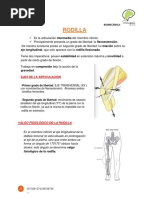 Biomecanica de La Rodilla | PDF | Rodilla | Anatomía del miembro inferior