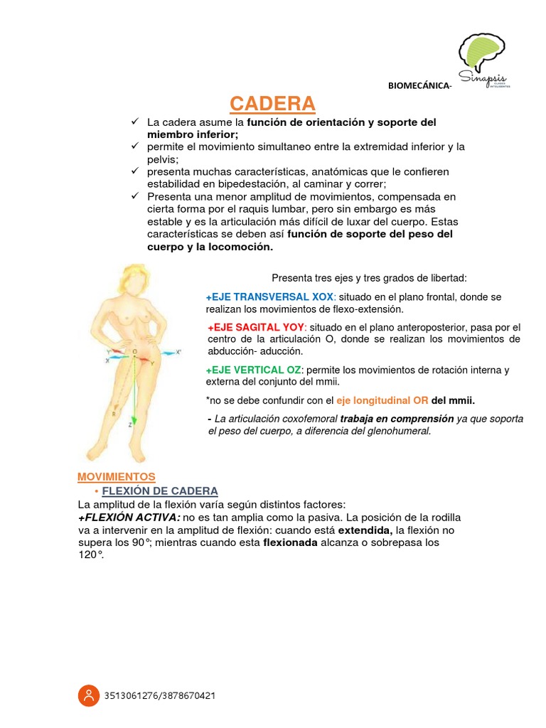 Cadera PDF | PDF | Pelvis | Rodilla