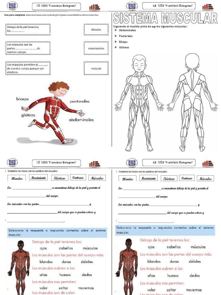 Fichas de Musculos | PDF