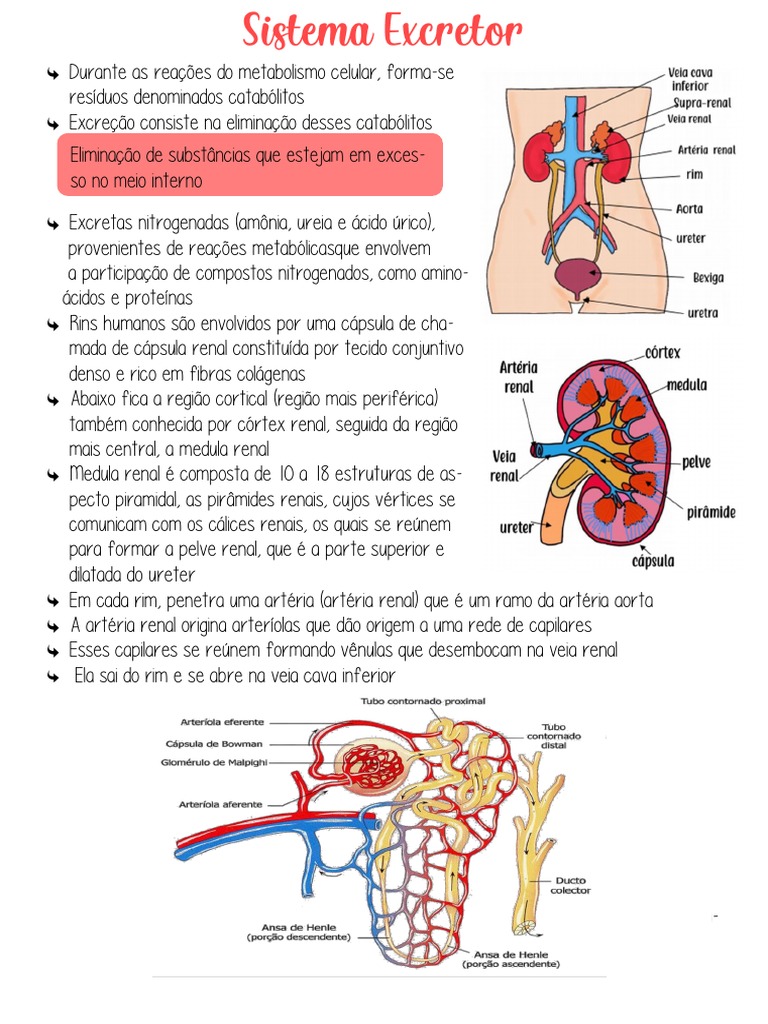Sistema Excretor (Atualizado 2) | PDF