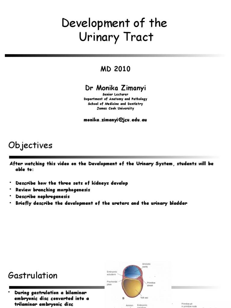 Urinary Tract Development Overview | PDF | Kidney | Urology